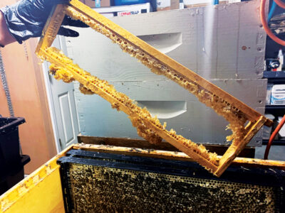 Bee Hive Frames and Foundation - Backyard Beekeeping